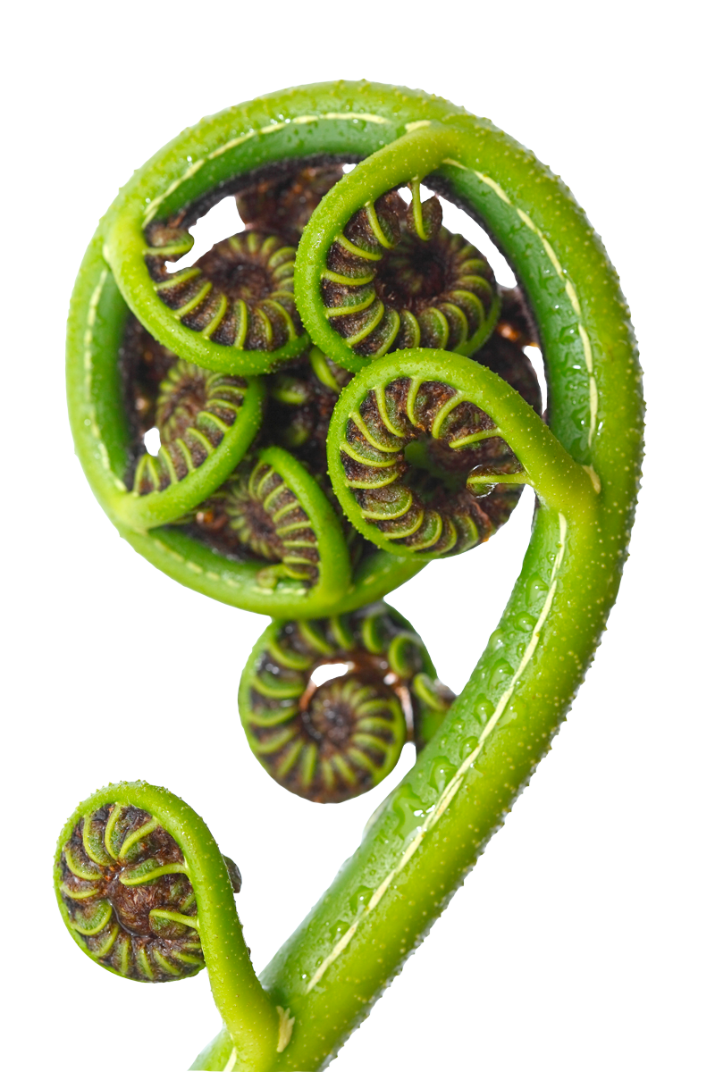 Koru Healthstyle | Koru Healthstyle